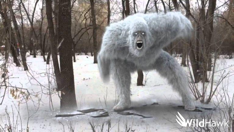 Yeti is it real or just a legend from the folk tales ? - WildHawk