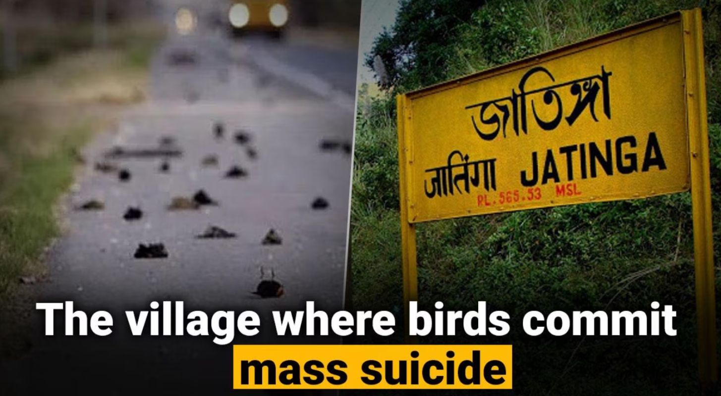 Mystery of Jatinga Village: Unraveling the Enigmatic Bird Suicides