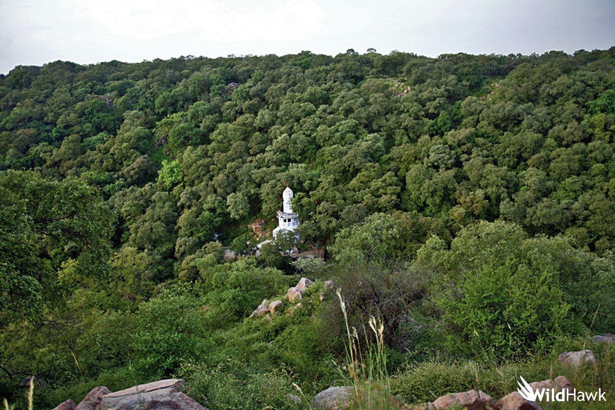 Mangar Village - Where Nature and Art Flourish