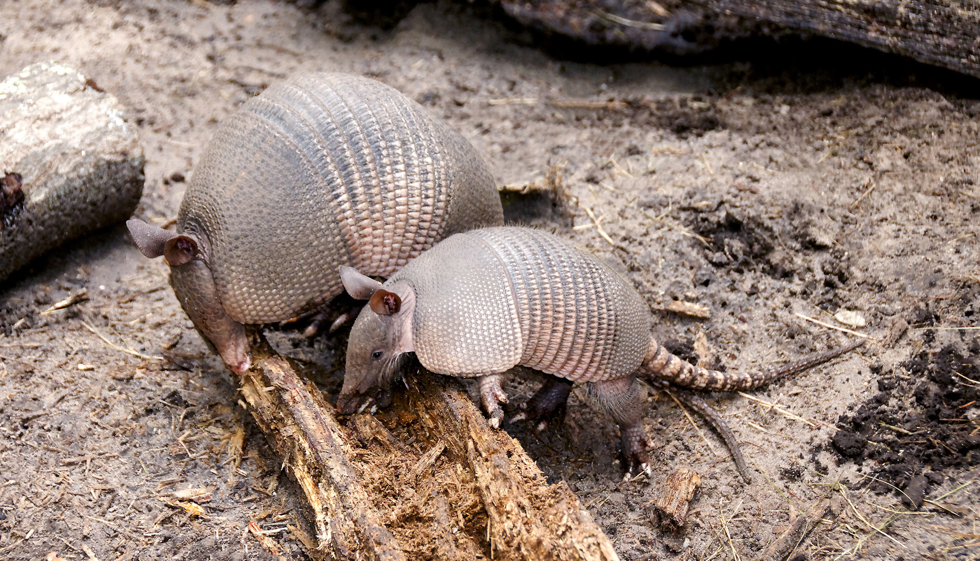 Incredible Armadillo: Nature's Bulletproof Marvel - WildHawk