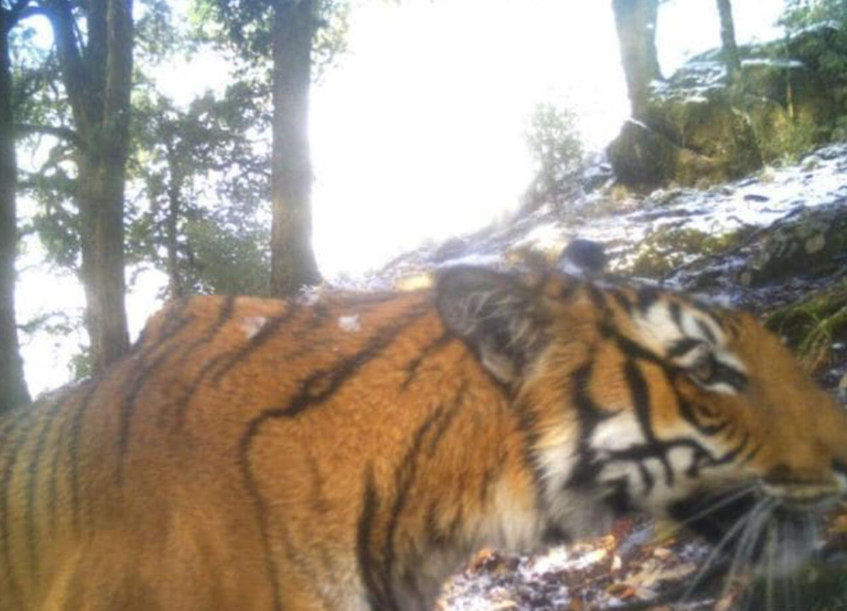 Tiger Spotted for the First Time in Almora's Shaukiyathal Forest - WildHawk
