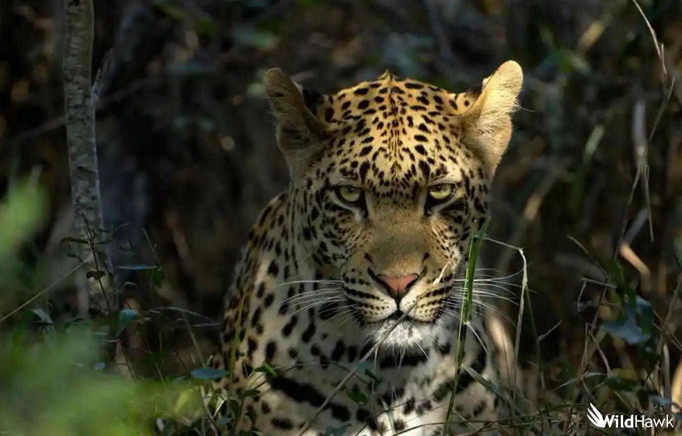 Leopard Roams Free: A Close Encounter in Sainik Farms Reveals Delhi's ...